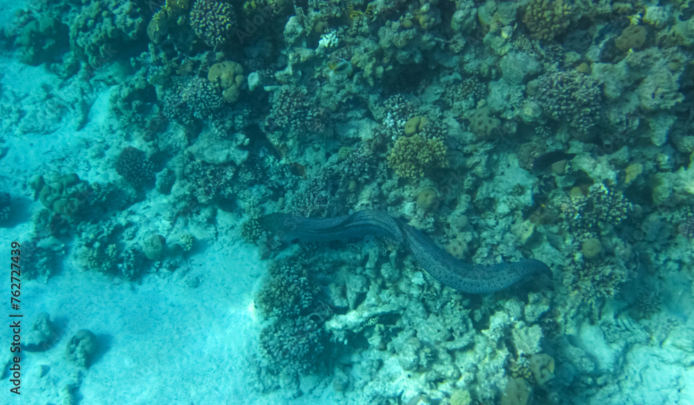 Giant moray swimming at the seabed in the Red sea Egypt with copy space ...