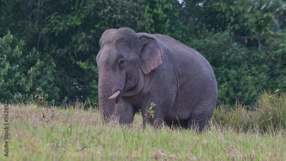 Camera slides to the left while zooming out revealing this elephant ...