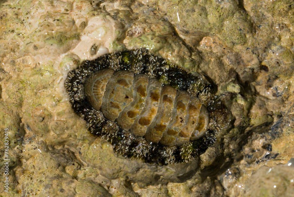 Acanthopleura haddoni, tropical species of chiton. The fauna of the Red ...