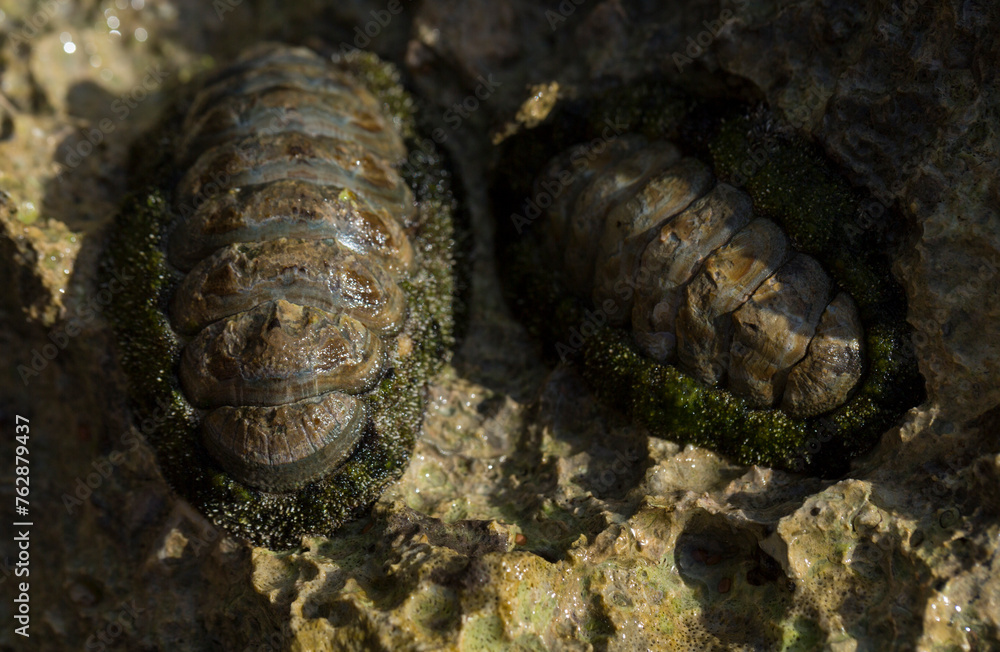 Acanthopleura haddoni, tropical species of chiton. The fauna of the Red ...
