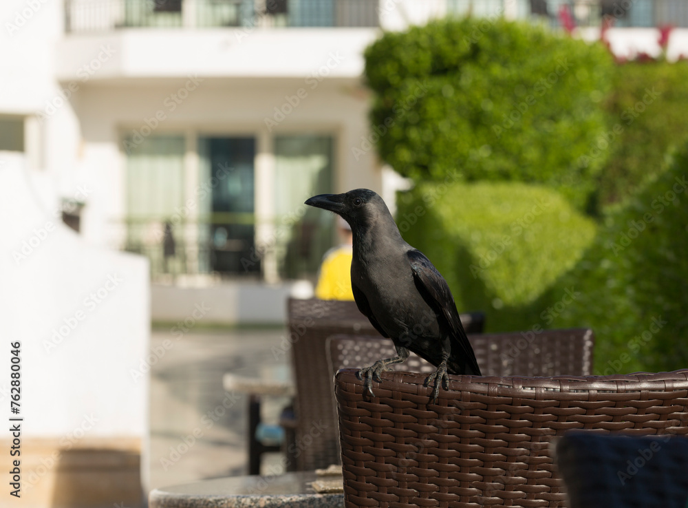 House crow (Corvus splendens), also known as the Indian, greynecked ...