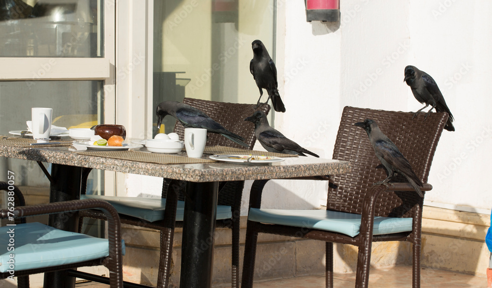 House crow (Corvus splendens), also known as the Indian, greynecked ...