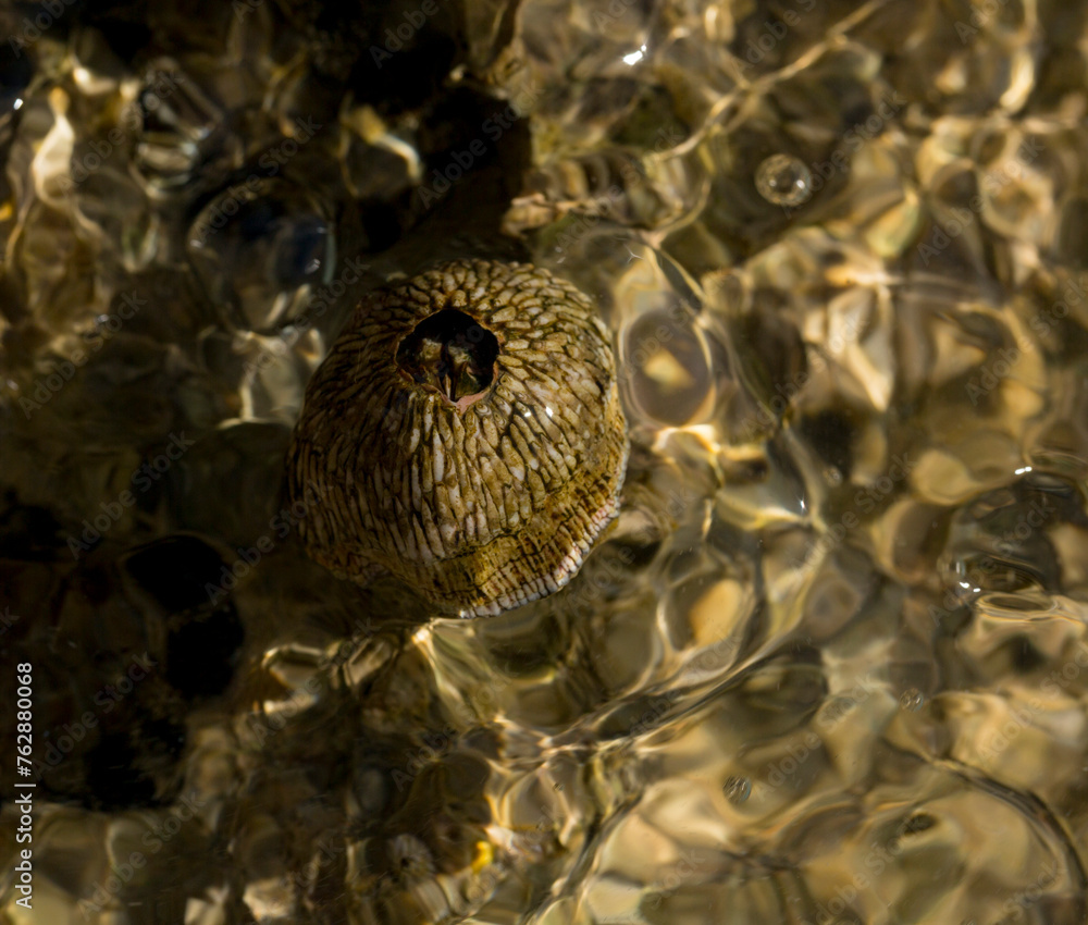 Tetraclita squamosa - Thatched barnacle. Balanus (Balanomorpha) is a ...