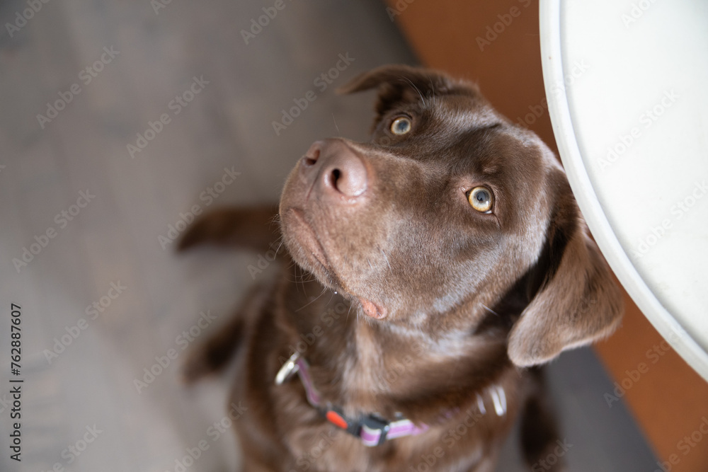 Intense Gaze of a Chocolate Labrador Retriever. Close-up photo of a ...