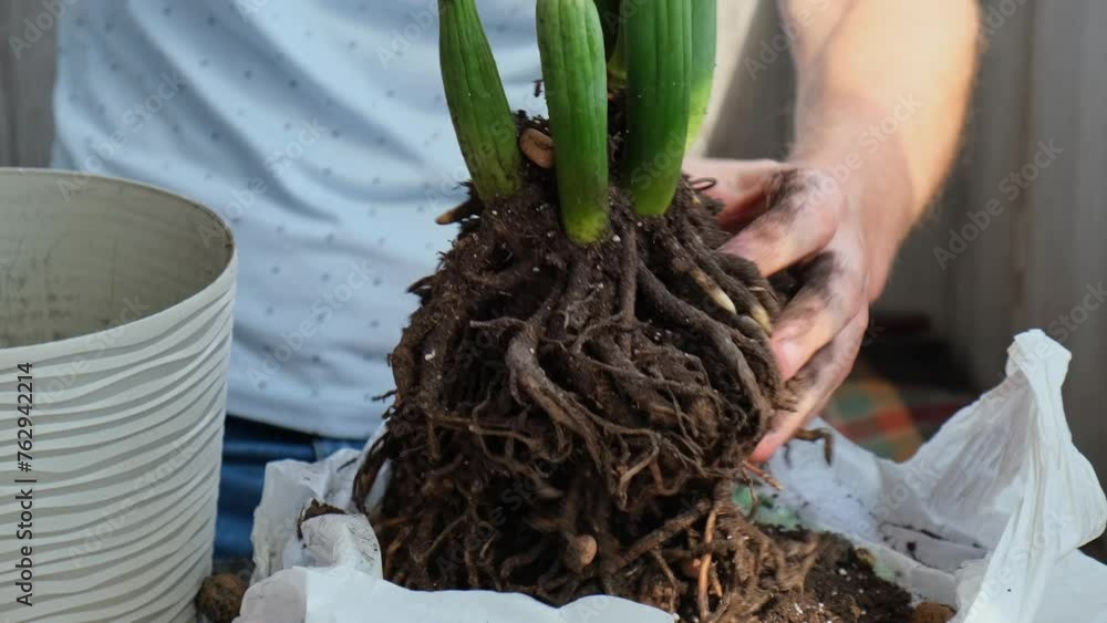 Transplanting home potted plant zamioculcas into new pot. Cleaning ...