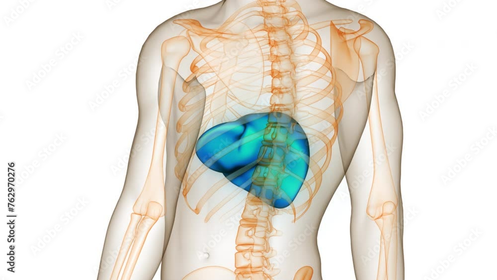Human Internal Digestive Organ Liver Anatomy Animation Concept Stock ...
