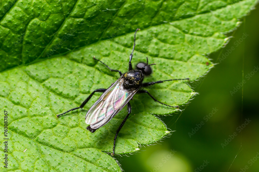 Bibio marci is a fly from the family Bibionidae called March flies and ...