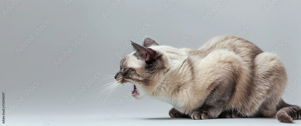 Portrait of Hissing Cat with Arched Back. An angry, disgruntled cat ...