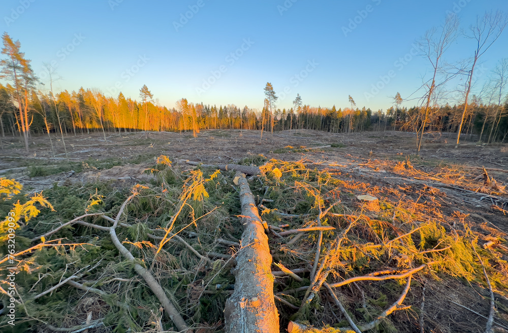 Deforestation and forest clearance. Illegal logging. Forest destruction ...