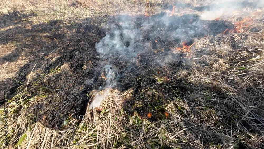 Fire grass in farm field. Dry Grass Fires in drought. Fire destroys ...