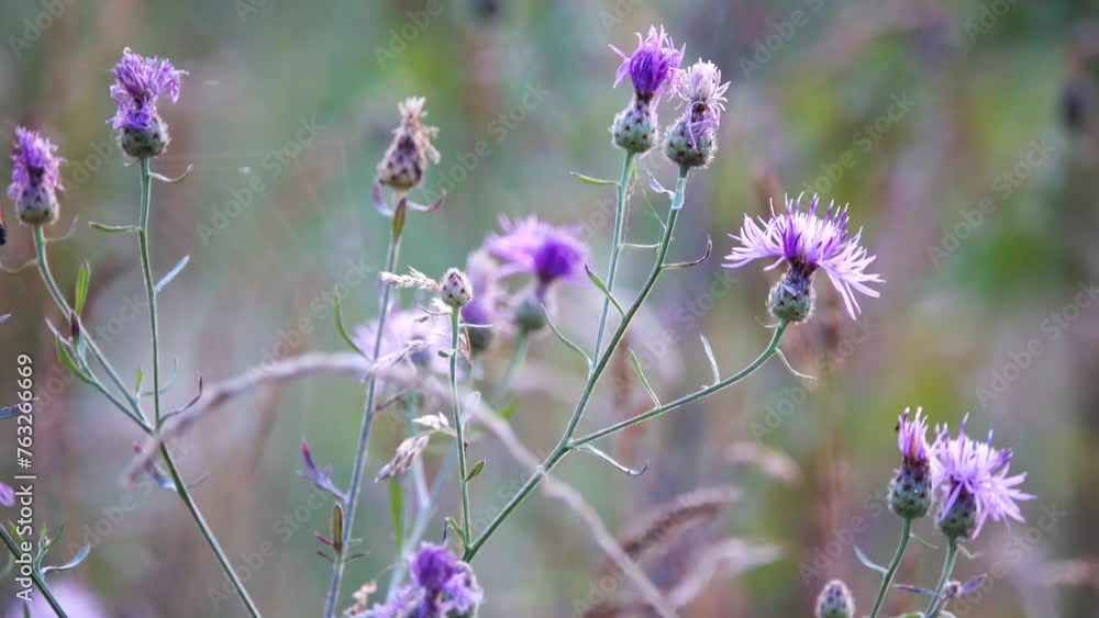 Centaurea scabiosa, or greater knapweed, is a perennial plant of the ...