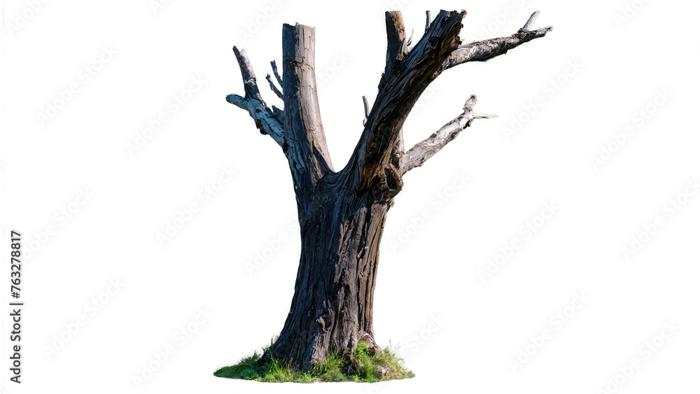 Dead tree PNG, Dead tree PNG transparent images, dead tree background ...