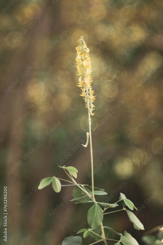 .Crotalaria pallida is a terrestrial herbaceous plant, annual, erect ...