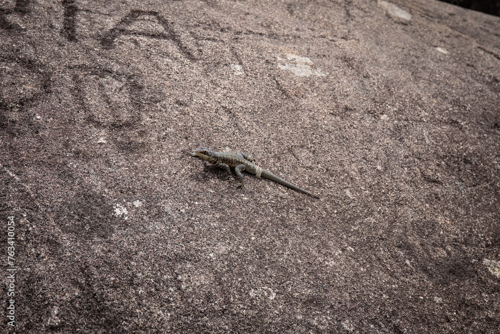 Lizard camouflaged on a rock. Animal, reptile, same color as the ...