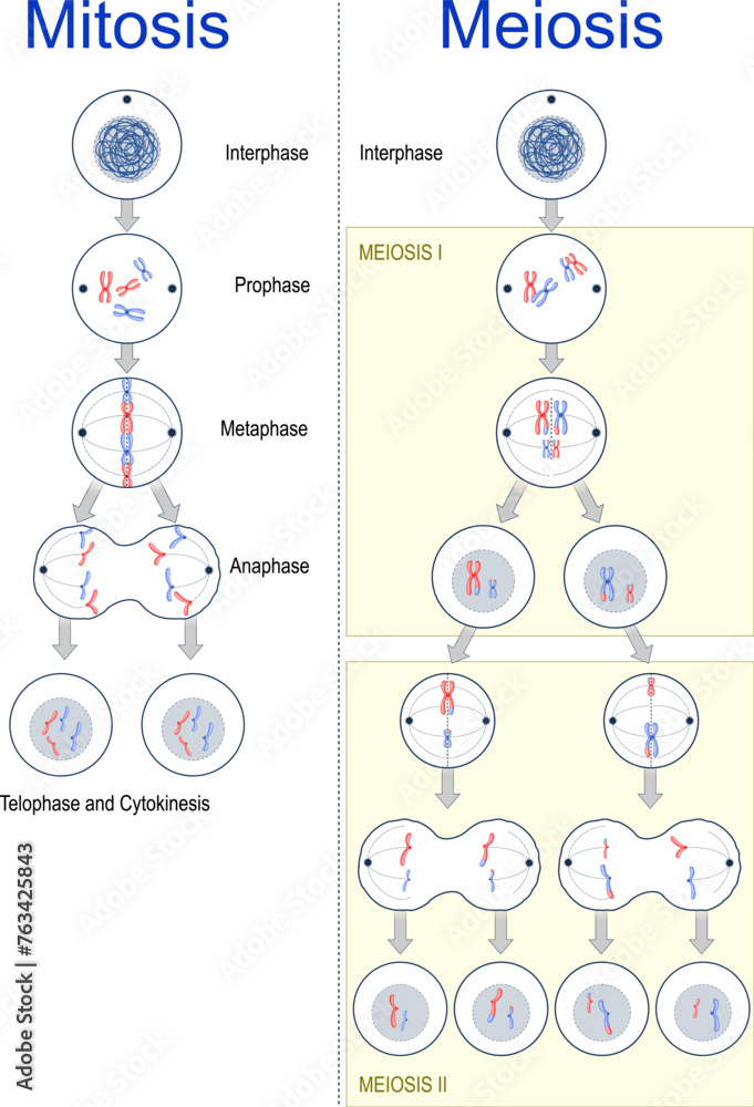 Plakát Cell division. mitosis and meiosis – Obraz na Zeď | Posters.cz