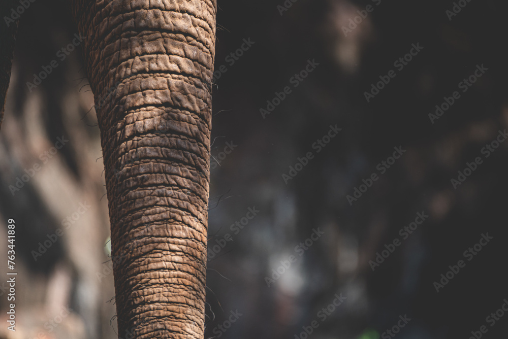Explore the Majestic Texture of Elephant Skin: A Detailed Examination ...