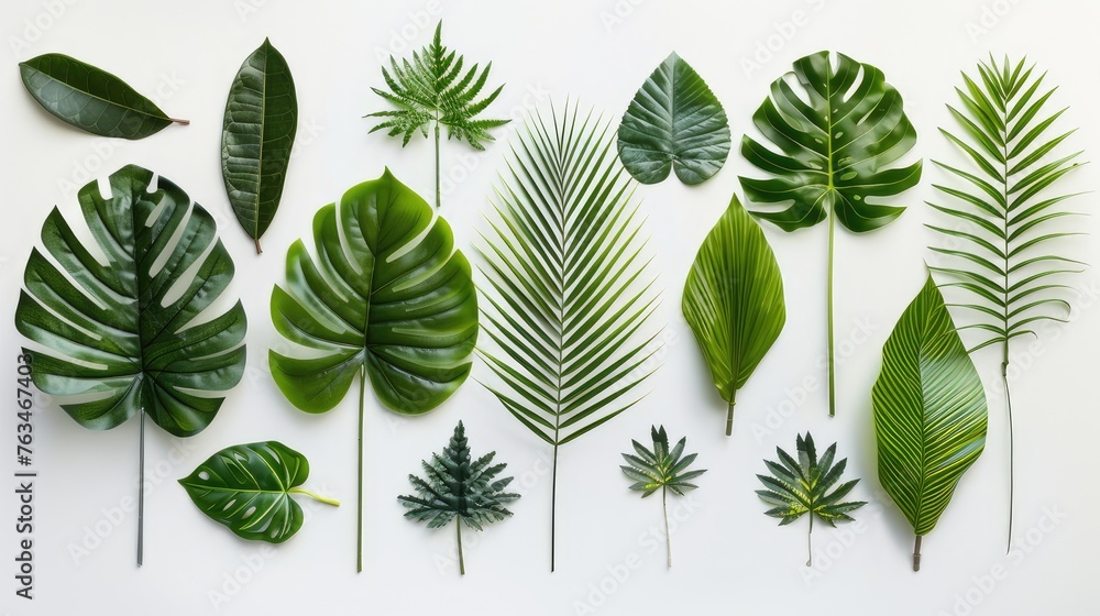 A vibrant set of lush tropical leaves isolated on a crisp white ...