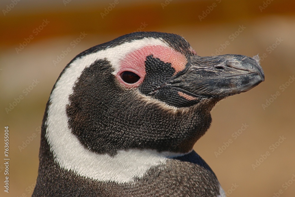 Magallanic Penguin/ the focus red eyes into the lens/ hungry / Pink ...
