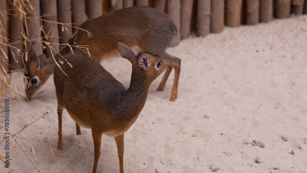 Kirk's dik-dik (Madoqua kirkii) close-up view. Kirk's dik-dik (Madoqua kirkii) is a small ...