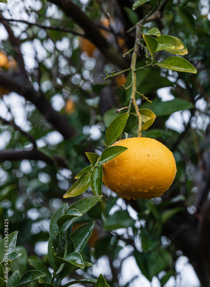 I found a Watson pomelo tree with raindrops forming in a residential ...