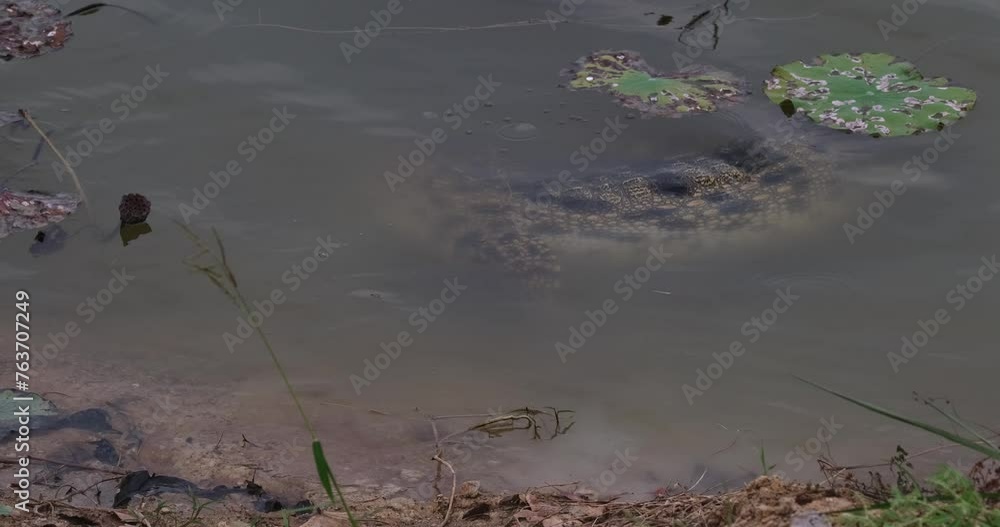 Camera slides to the left revealing this Siamese crocodile Crocodylus ...
