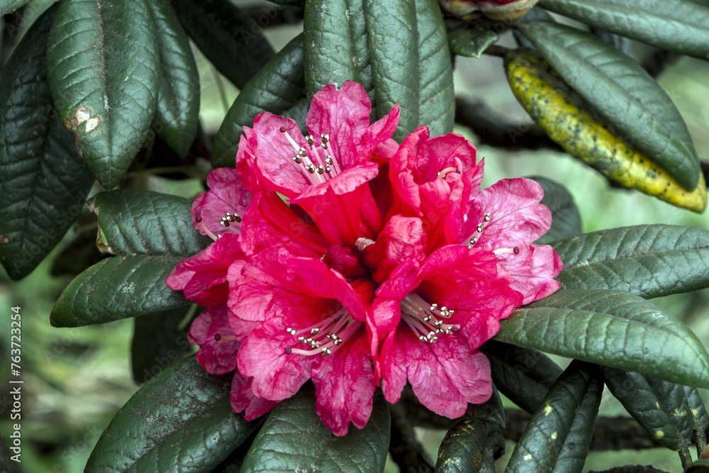 Rhododendron arboreum subsp. zeylanicum is a subspecies of Rhododendron ...