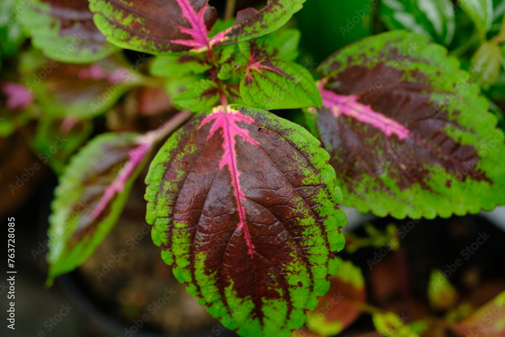 Coleus scutellarioides, commonly known as coleus, is a species of ...