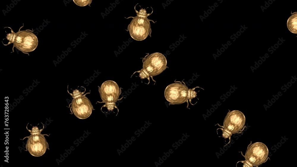Swarm of Golden Ladybird Beetle Bugs - Randomly Crawling Over Screen ...