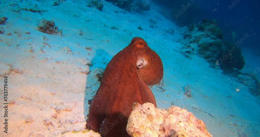 Coral reefs of the Indian Ocean. Cephalopod mollusks in their natural ...