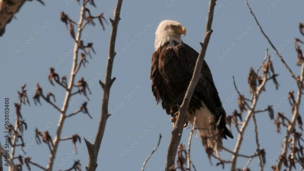 Vidéo Stock A bald eagle sits regally atop a barren tree branch ...