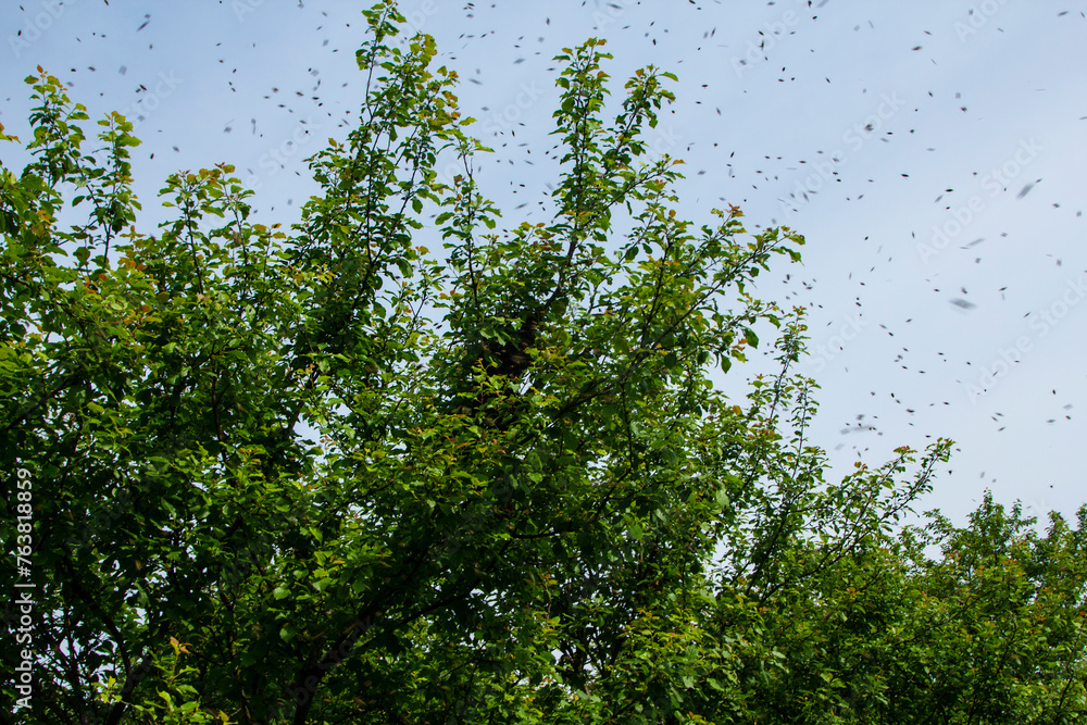 Swarming bees. Bee swarm on a tree branch. Instinct of reproduction of ...