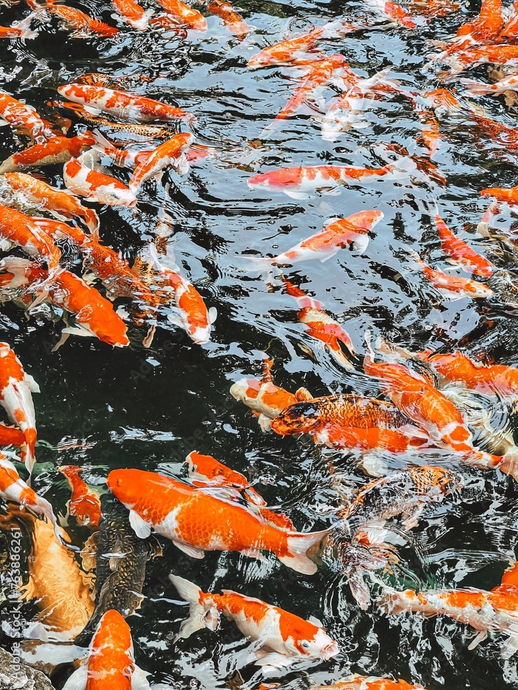 Top view of carp or crap fish in the pond with black background. Bird ...