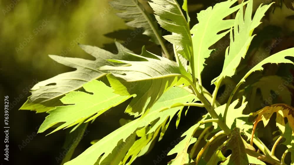 Bocconia frutescens is plume or tree poppy, celandine, parrotweed, sea ...