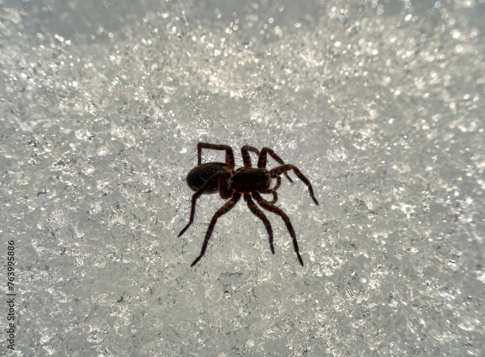 The wolf spider (Lycosidae) wakes up in the spring one of the first ...