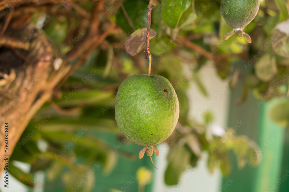 Feijoa sellowiana, aka Pineapple guava, native fruit tree in the South ...