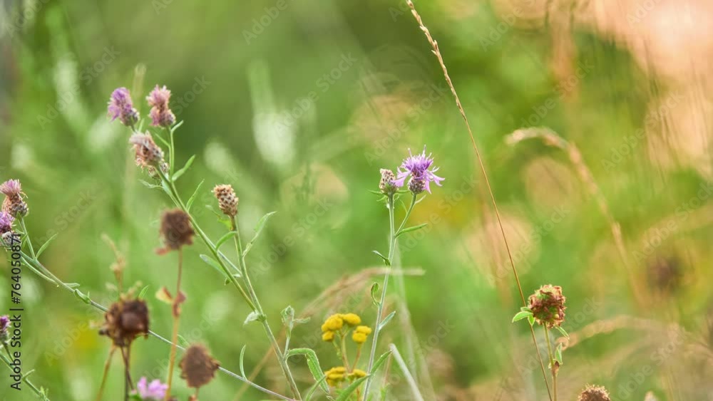 Centaurea jacea, brown knapweed or brownray knapweed, is a species of ...