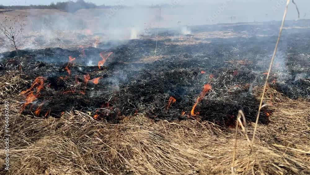 Fire grass in farm field. Dry Grass Fires in drought. Fire destroys ...