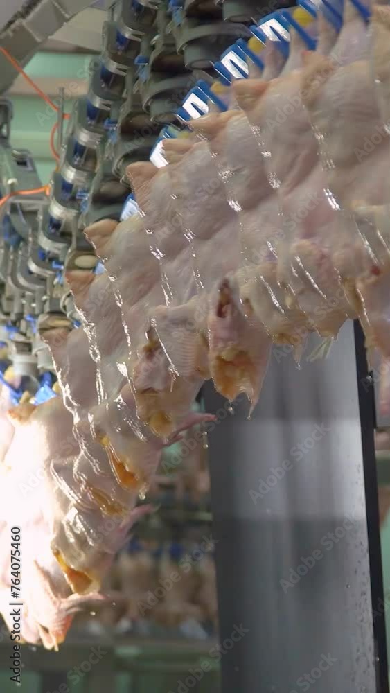 Production and processing of chicken meat. Conveyor line for processing ...