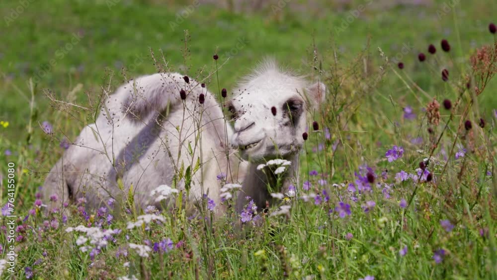 The Bactrian camel, also known as the Mongolian camel or domestic ...