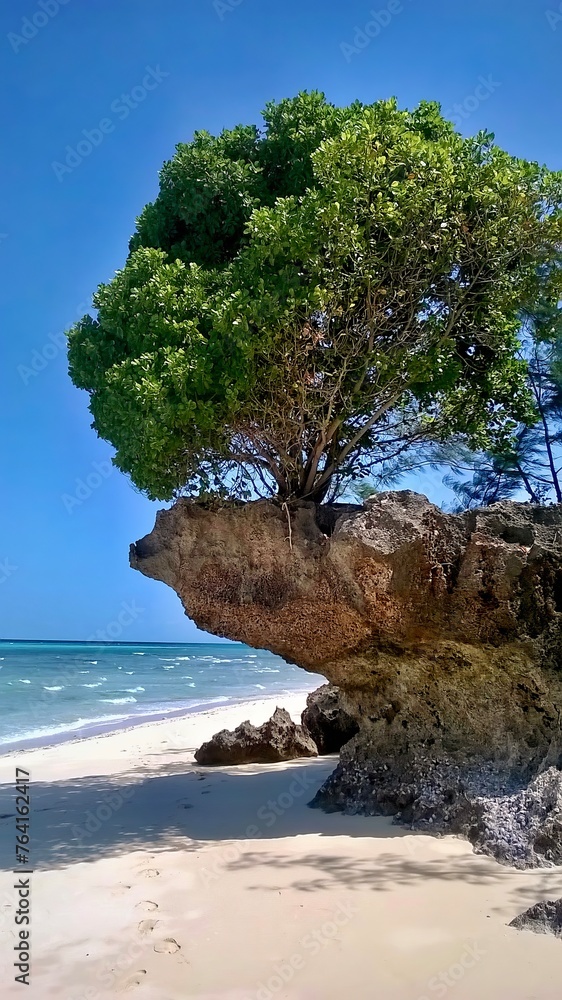 Trees also love a beautiful view on the beach. Tree growing on a washed ...