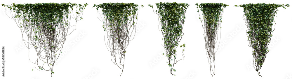 Set of Canary ivy or Hedera canariensis plant, Ivy and vine for ...