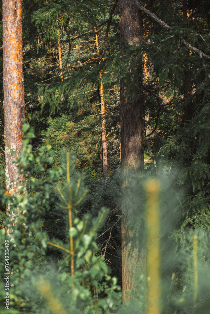 A close up of a natural landscape with terrestrial plants such as trees ...