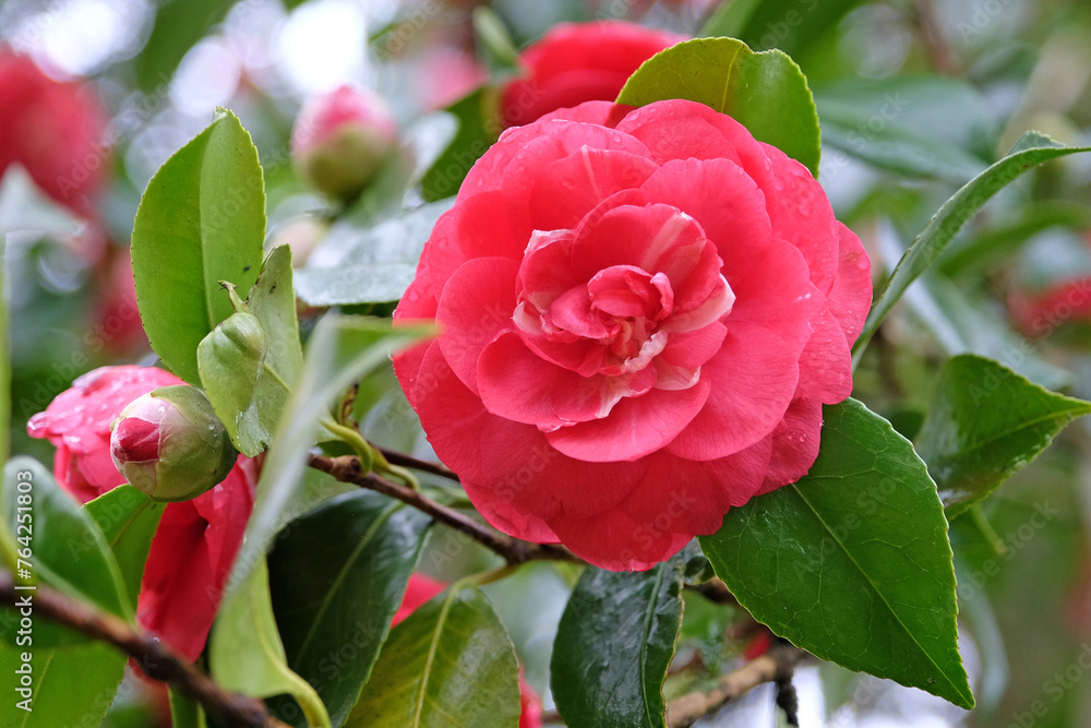 Bright pink double Camellia japonica 'Lavinia Maggi' in flower. Stock ...
