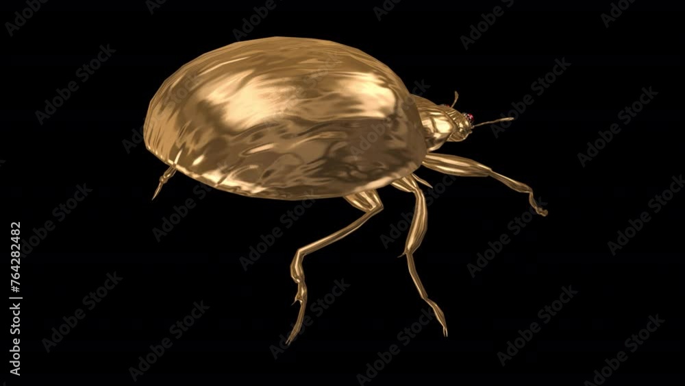 Golden Ladybird Beetle Bug - Crawling Over Screen - Top View CU - Alpha ...