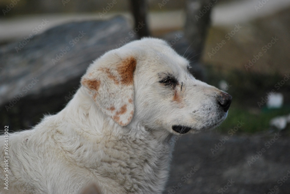 Nuestro mejor amigo en los Andes,el perro Mucuchies raza unica de estas ...