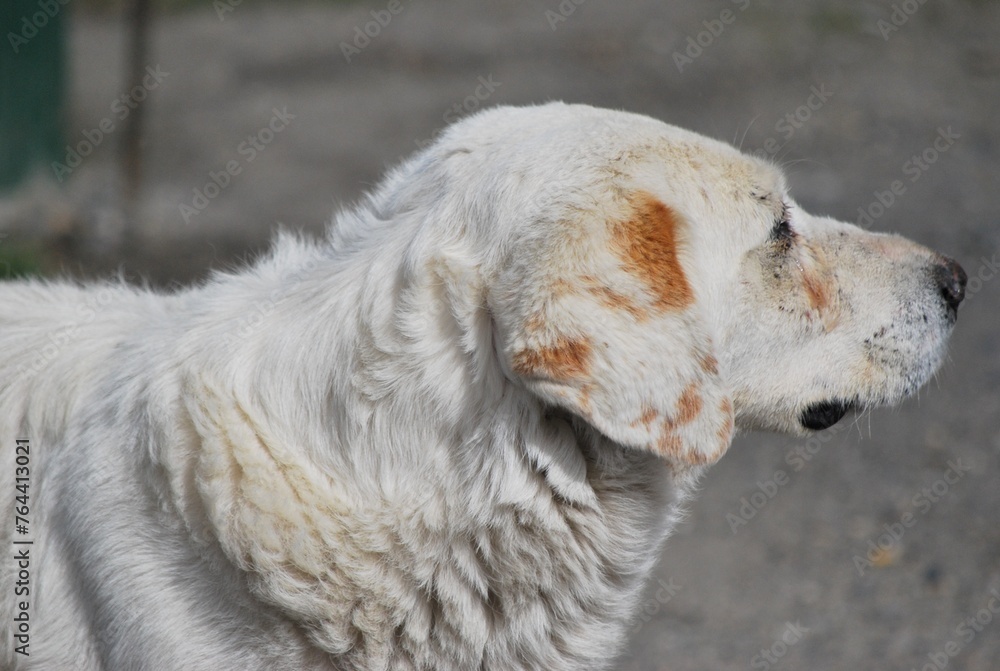 Nuestro mejor amigo en los Andes,el perro Mucuchies raza unica de estas ...