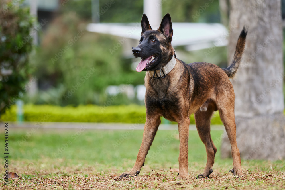 The Belgian Shepherd, also known as the Belgian Sheepdog or the Chien ...