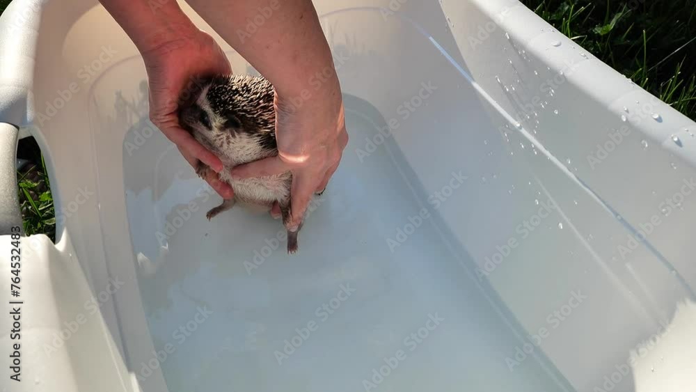 Vidéo Stock Hedgehog bathing. Hands lower an African pygmy hedgehog ...