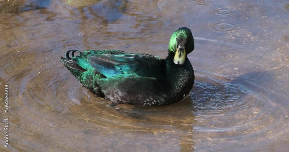 An Emerald duck or Black East Indian duck (anas platyrhynchos) with its ...
