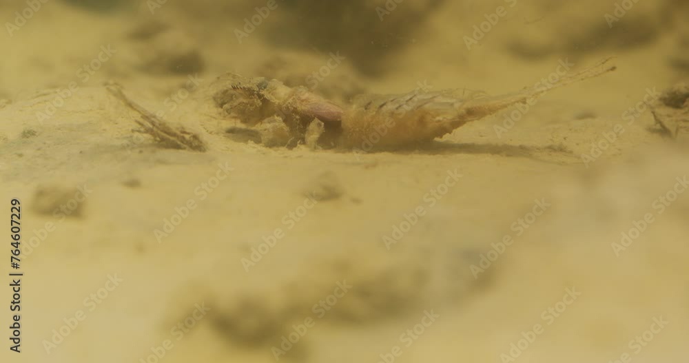 Underwater macro footage of long-tailed mayfly nymph at the bottom of ...